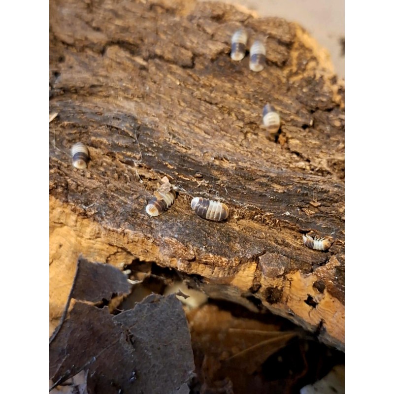 Sklep internetowy - Vantis Terra