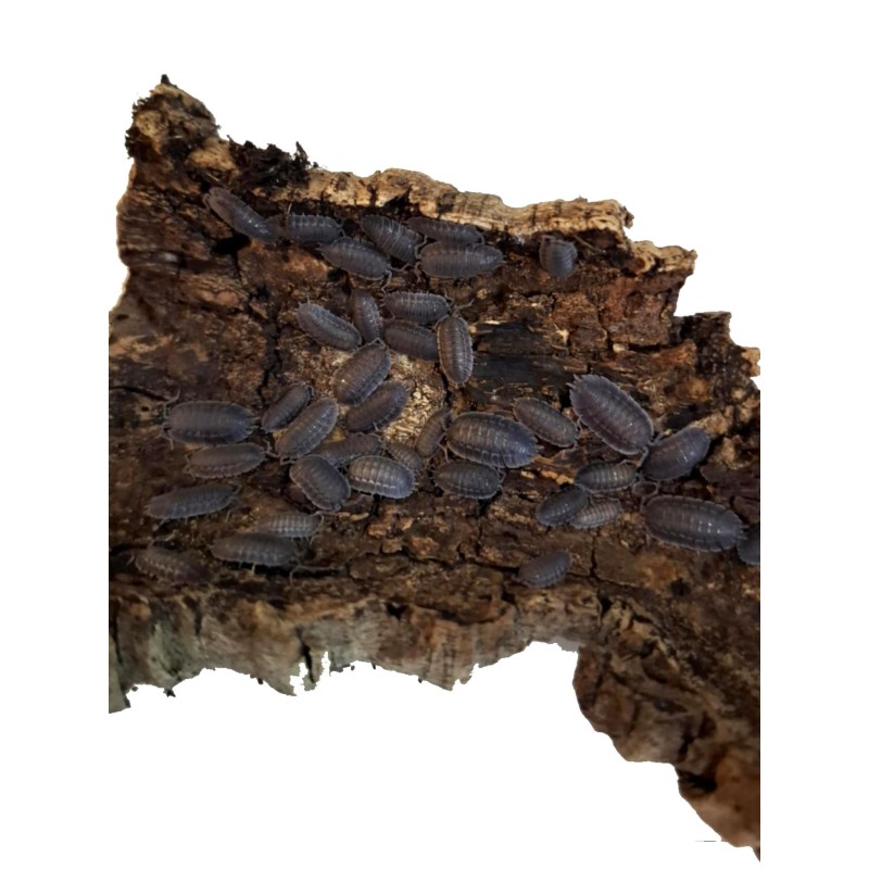 Sklep internetowy - Vantis Terra