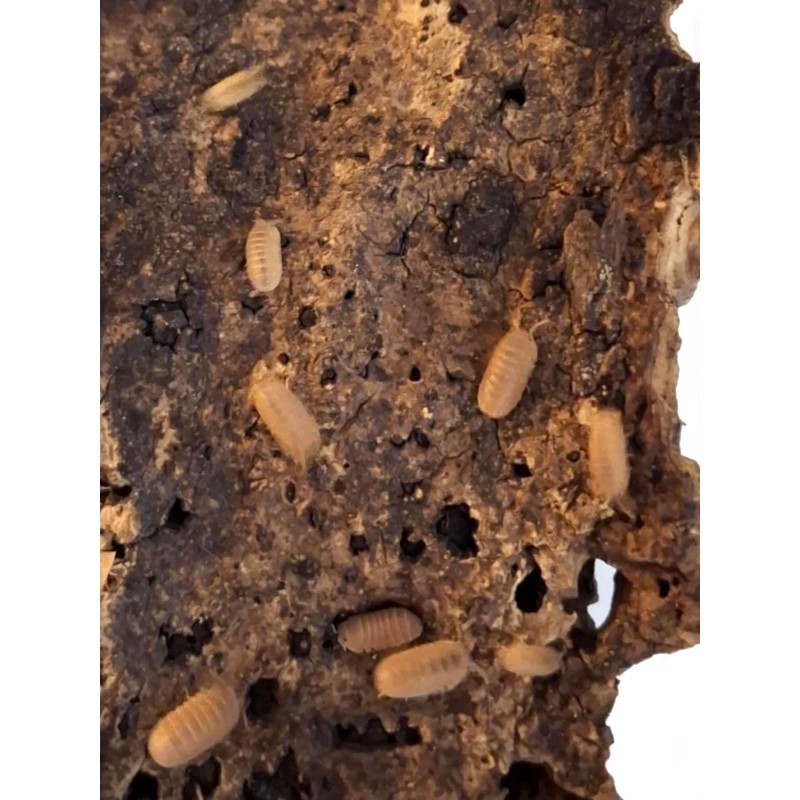 Sklep internetowy - Vantis Terra