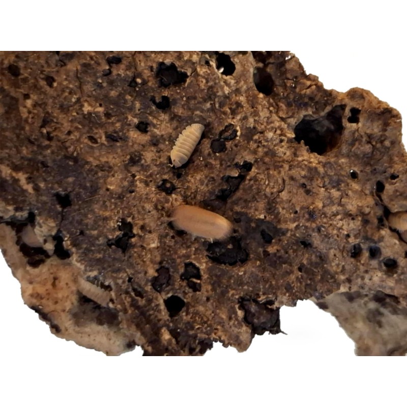 Sklep internetowy - Vantis Terra