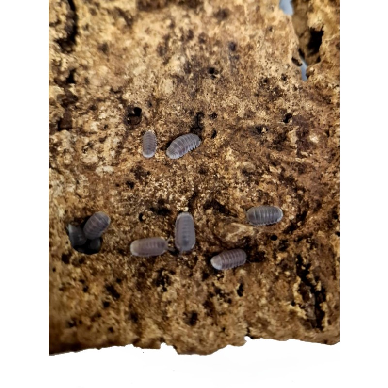 Sklep internetowy - Vantis Terra