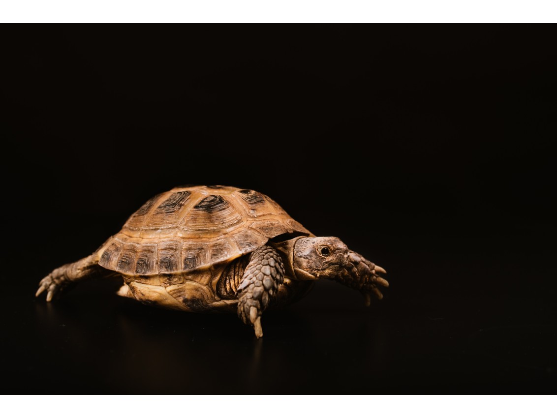 Żółwie | Vantis Terra